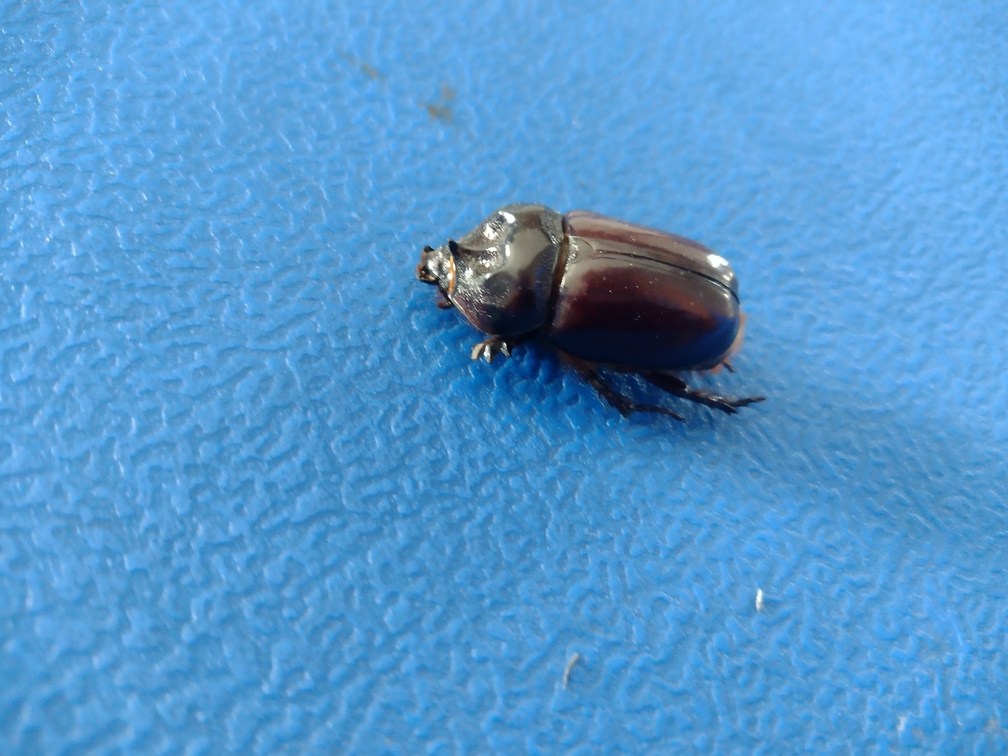 Strategus aloeus (Linnaeus, 1758)