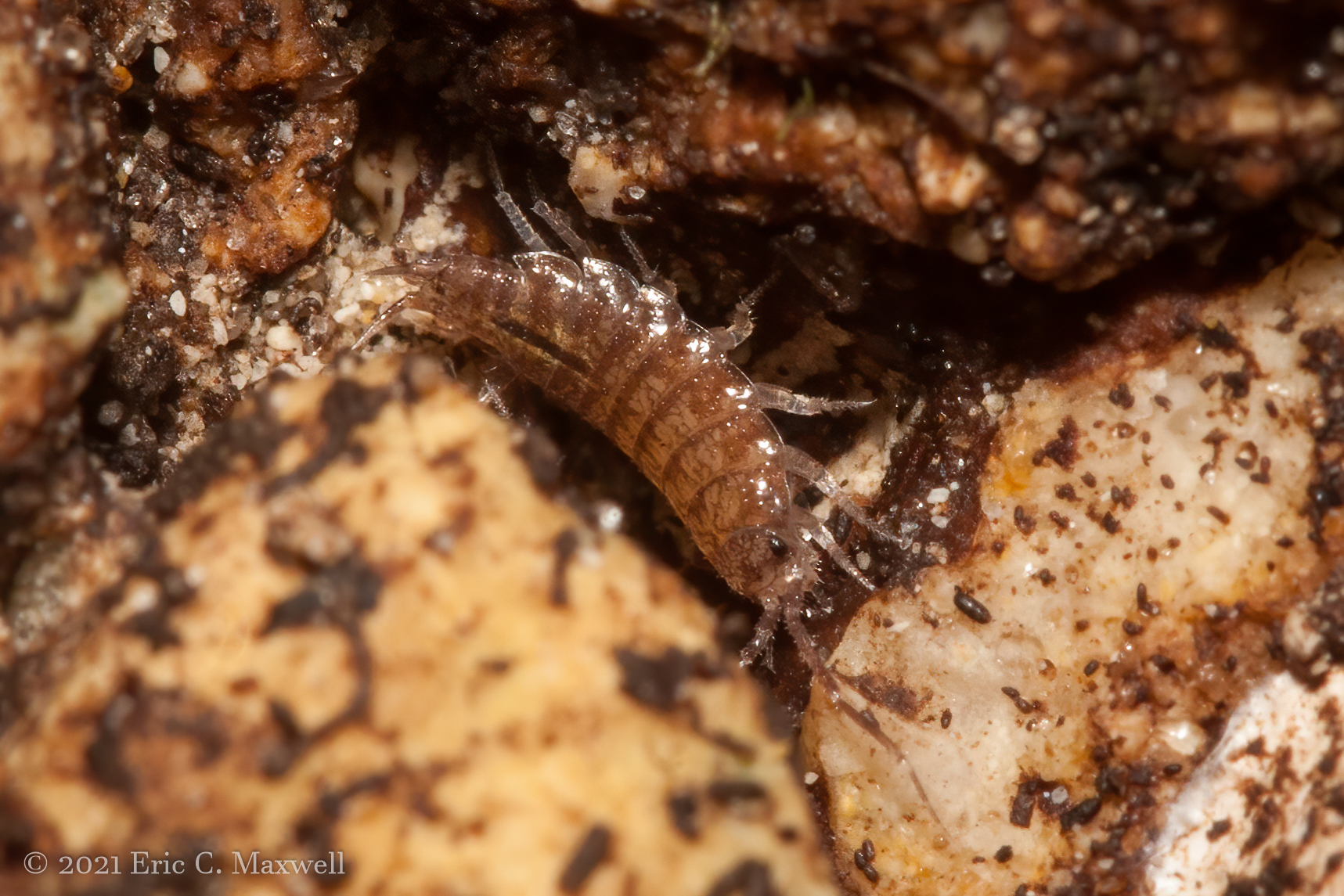 Littorophiloscia culebrae (Moore, 1901)