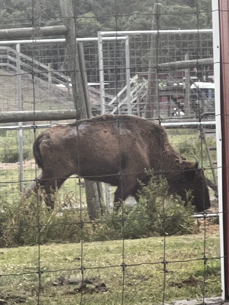 American Bison from CR-675, Bradenton, FL, US on April 24, 2023 at 08: ...