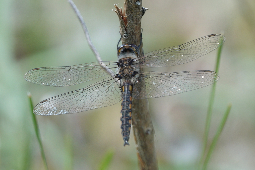 Common Baskettail from Hillsboro Rd, Hillsboro, MO 63050, USA on April ...
