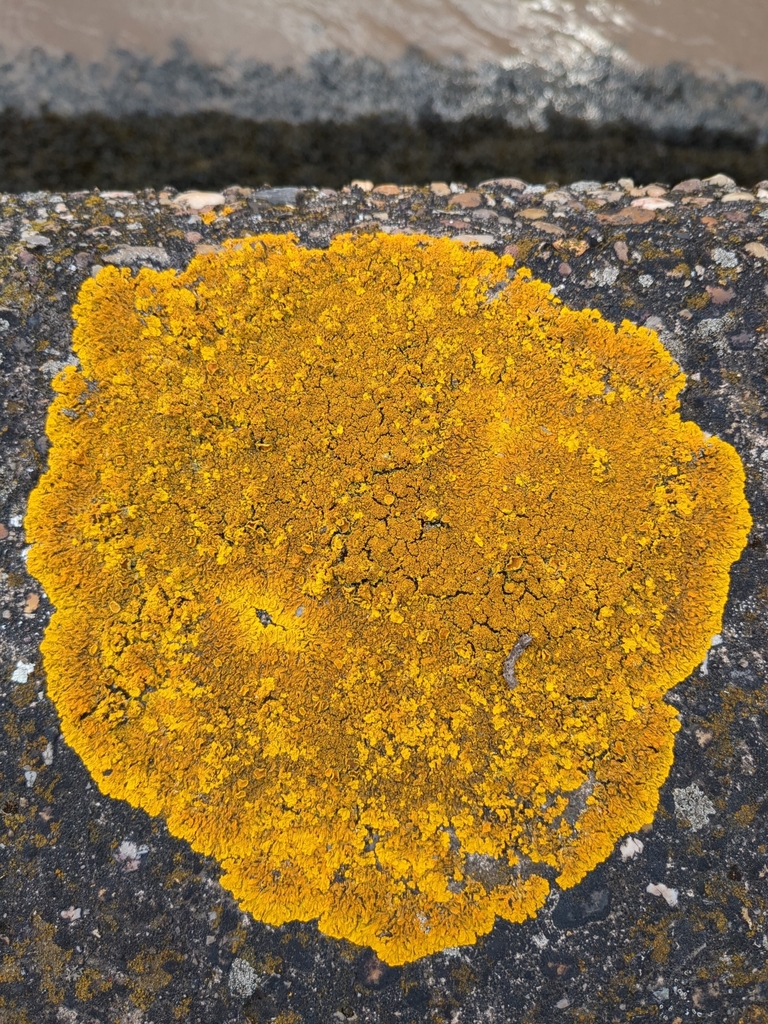 Xanthoria calcicola from Hull HU1 2DY, UK on April 24, 2023 at 12:31 PM ...