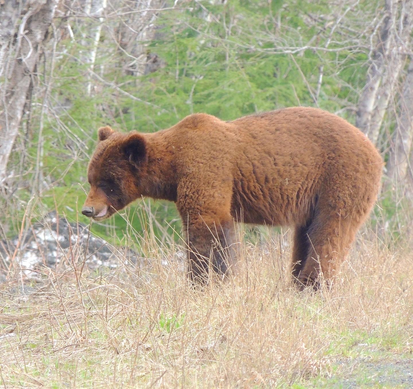 Ursus arctos Linnaeus, 1758
