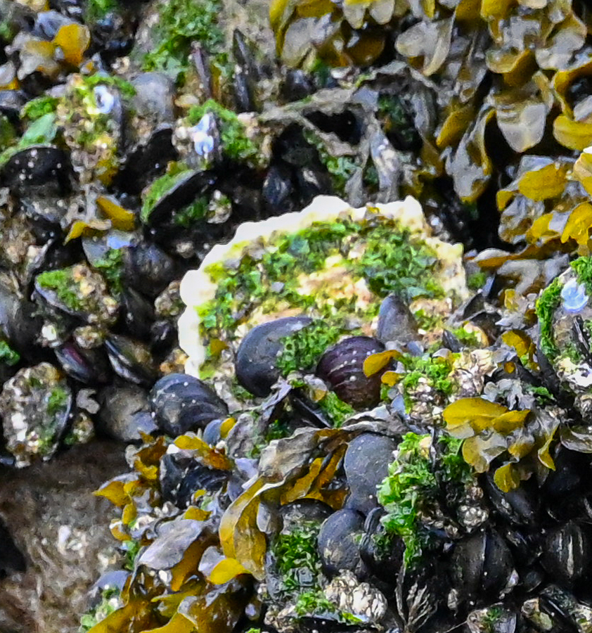 Pacific Oyster from Fairview, Vancouver, BC, Canada on April 23, 2023 ...