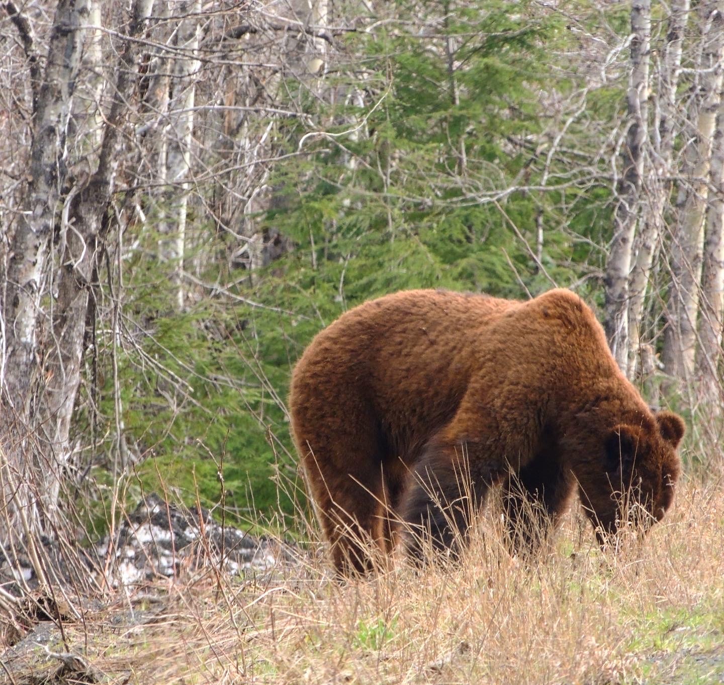 Ursus arctos Linnaeus, 1758