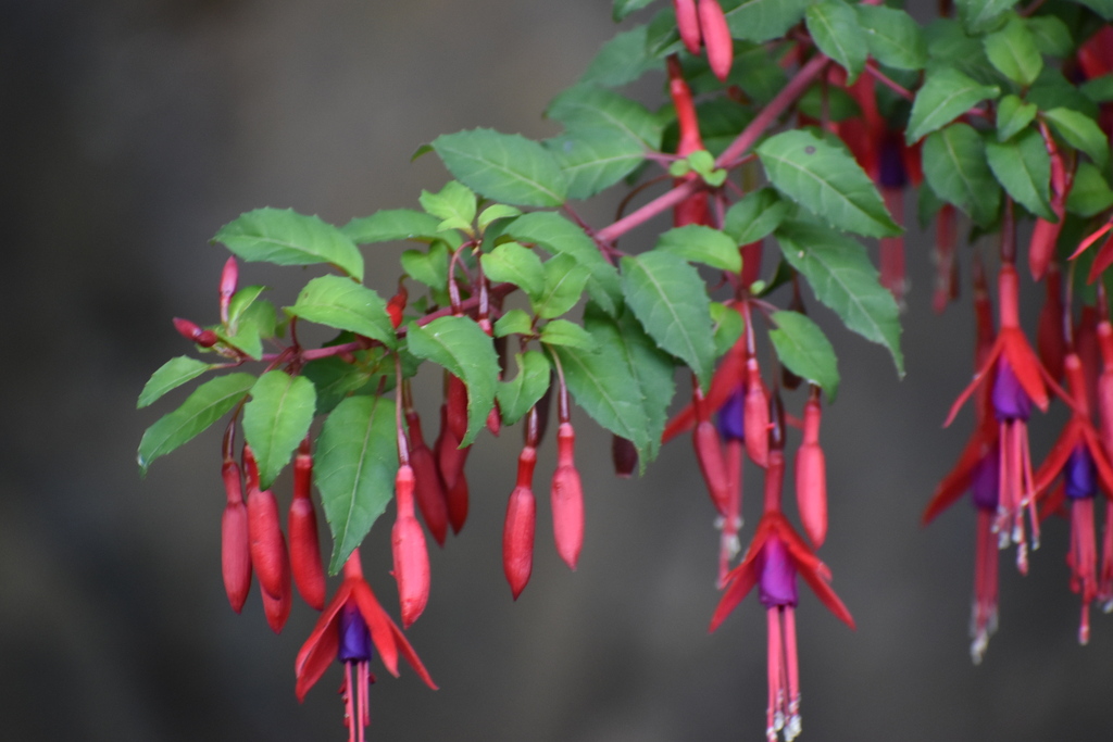 Aretillo sudamericano desde Palena, Los Lagos, Chile el 27 de febrero ...