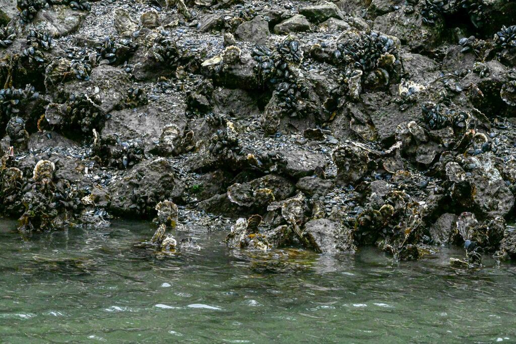 Pacific Oyster from Vancouver, BC, Canada on April 23, 2023 at 02:35 PM ...