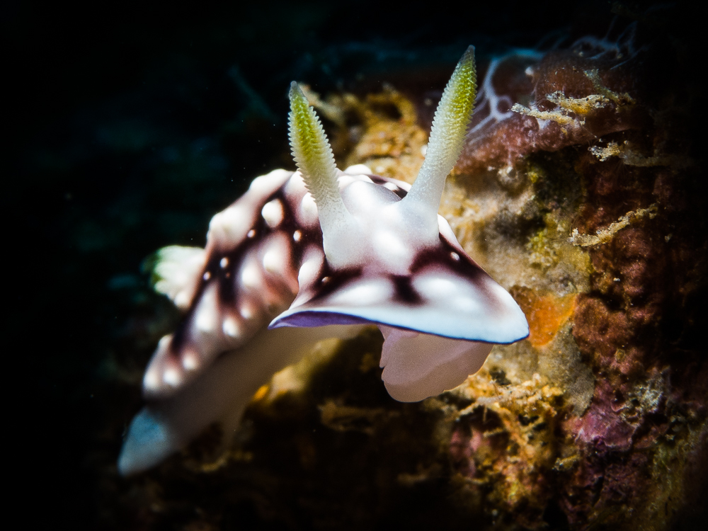 Goniobranchus geometricus (Risbec, 1928)