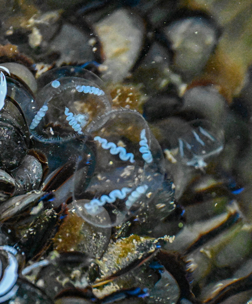 Thecate Hydroids from Granville Island, Vancouver, BC, Canada on April ...