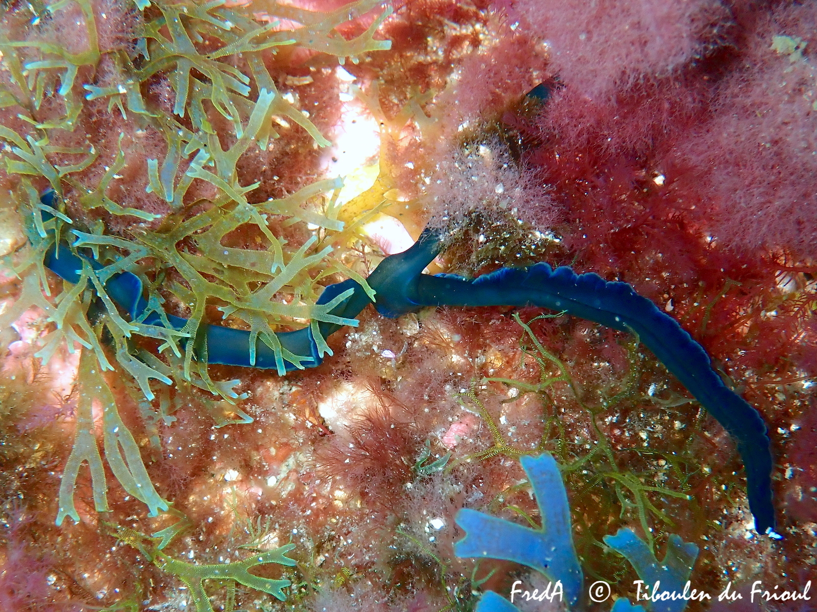 Bonellia viridis Rolando, 1822