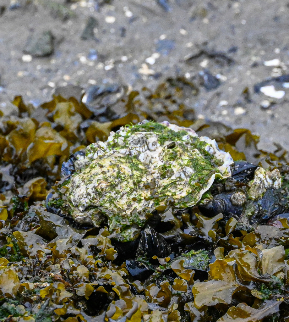 Pacific Oyster from Greater Vancouver, British Columbia, Canada on ...