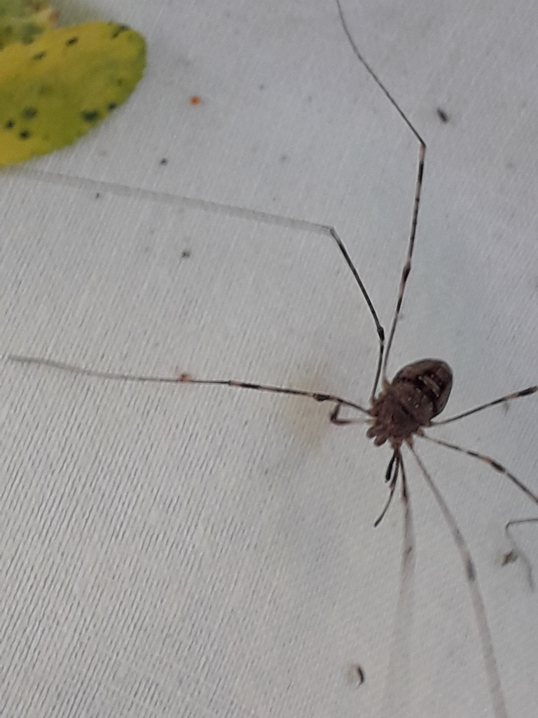 Fork-palped Harvestman from Chartres-de-Bretagne, France on October 12 ...