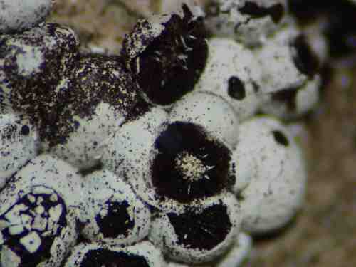 Diderma subviridifuscum · iNaturalist