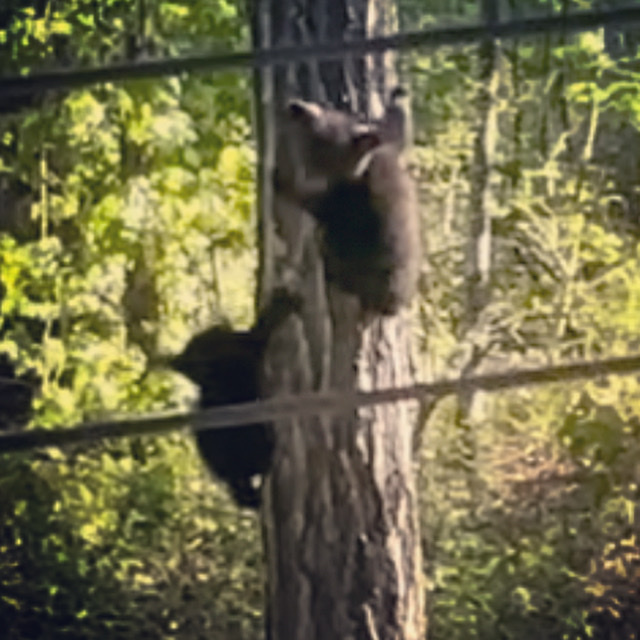 American Black Bear from Hogback Dr, Blue Ridge, GA, US on April 23 ...
