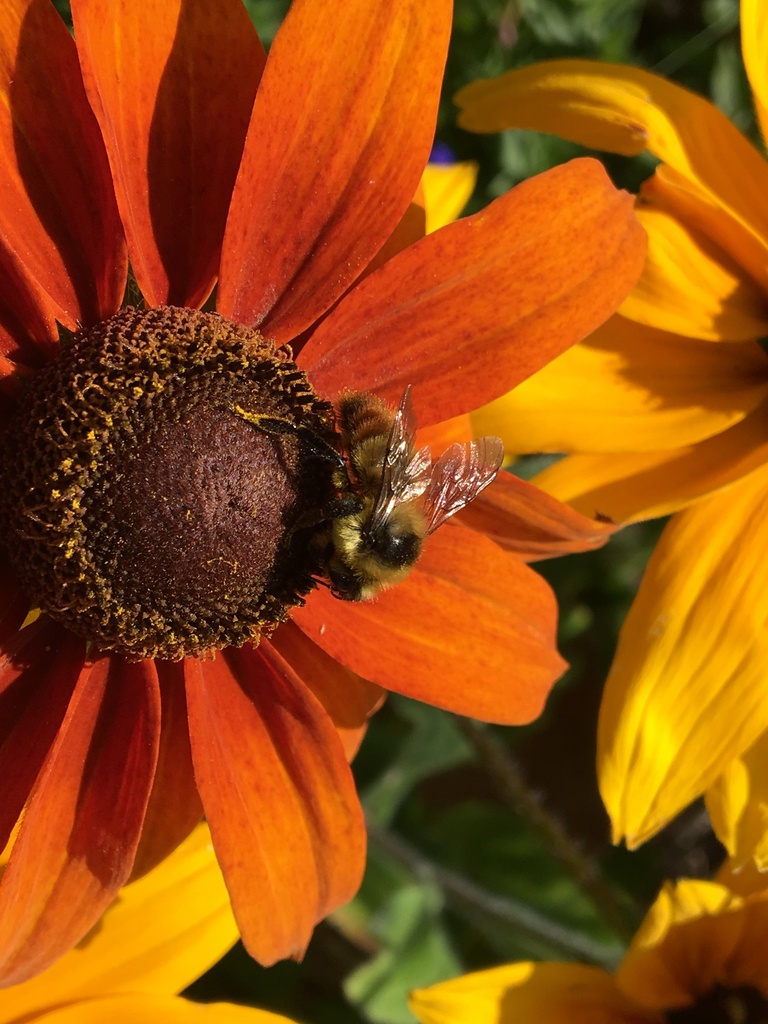 Bumble Bees in August 2019 by pbulman · iNaturalist
