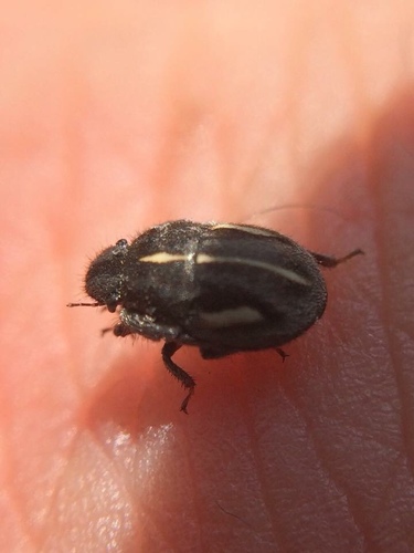 Odontoscelis signata · iNaturalist Mexico