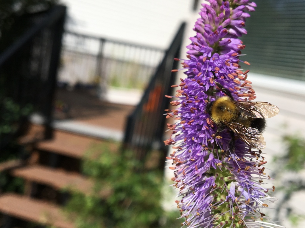 Perplexing Bumble Bee in August 2019 by pbulman · iNaturalist