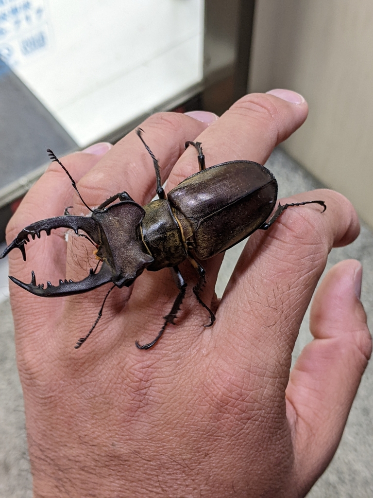 Lucanus maculifemoratus taiwanus from 546台灣南投縣仁愛鄉富嘉果園 on April 25, 2023 ...