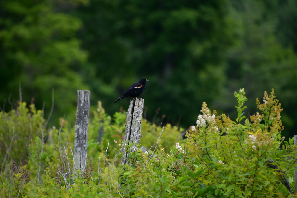 Red-winged Blackbird from Craftsbury Vermont on April 22, 2023 by ...
