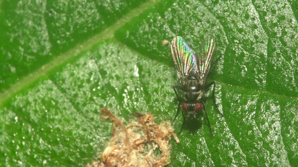 Limnophora from Mahim Nature Park, Dharavi, Mumbai, Maharashtra 400017 ...