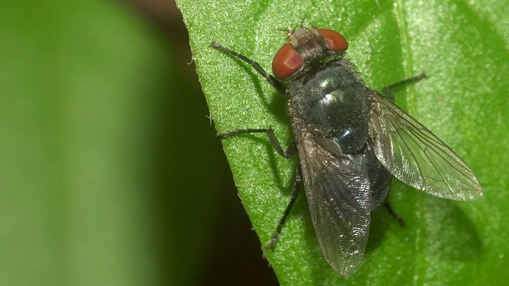 Blow Flies from Mahim Nature Park, Dharavi, Mumbai, Maharashtra 400017 ...