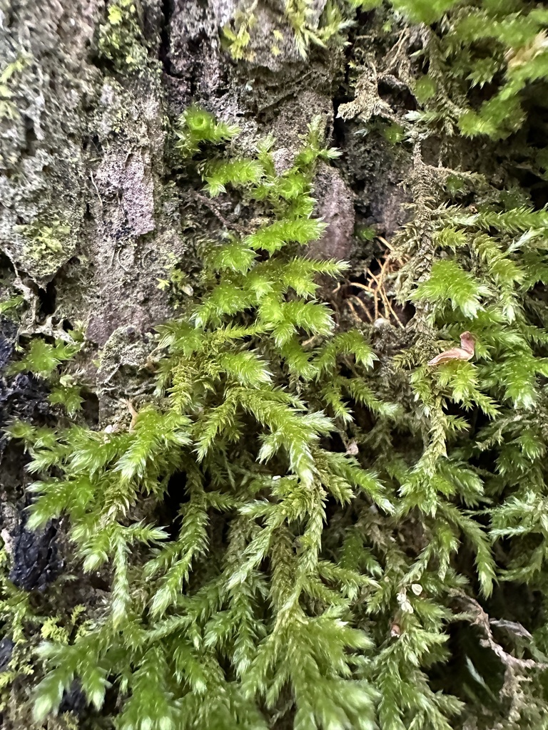 fan moss from Snow Hill, MD, US on April 24, 2023 at 09:36 AM by ...