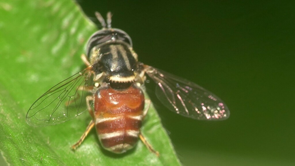 Paragus auritus from Mahim Nature Park, Dharavi, Mumbai, Maharashtra ...