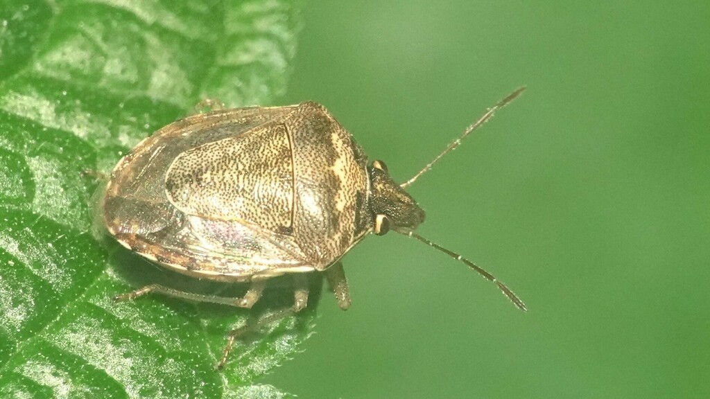 White-spotted Stink Bug from Mahim Nature Park, Dharavi, Mumbai ...