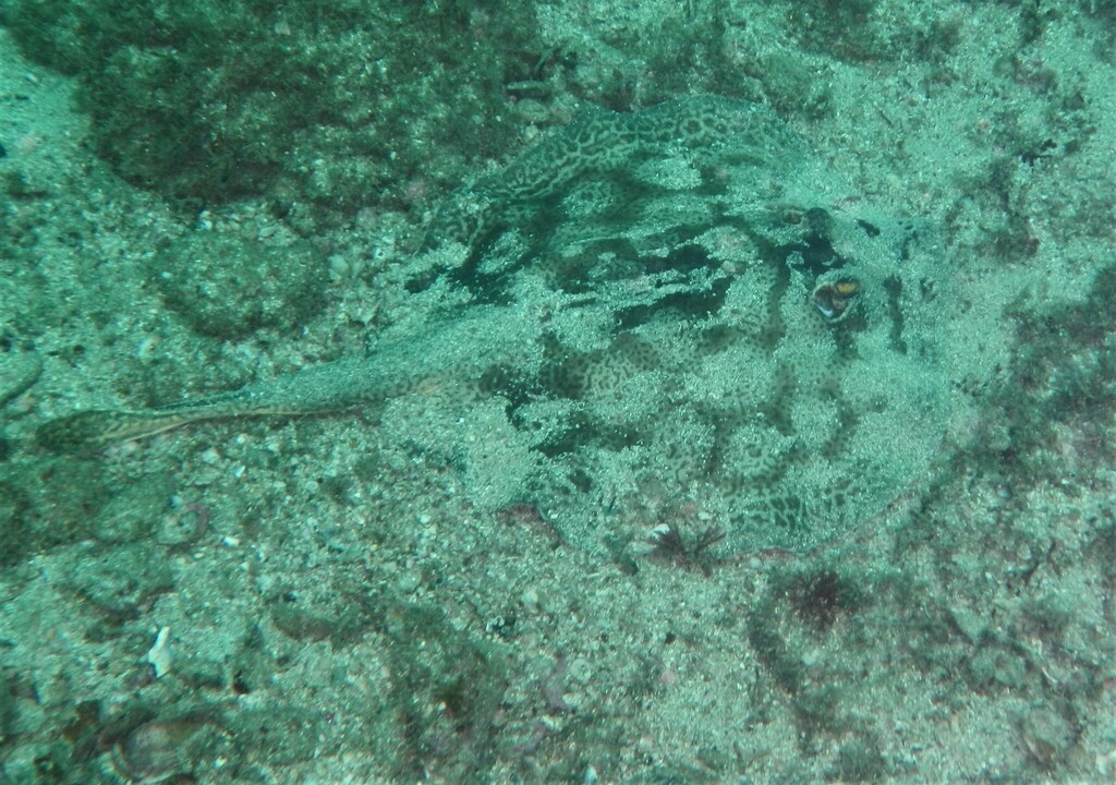 Raya Redonda Leopardo desde Isla Tortuga, Provincia de Puntarenas ...