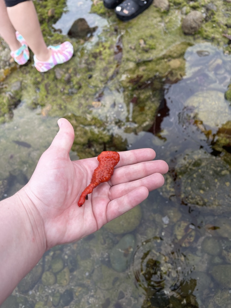 Fused Orange Social Ascidian from Encelia Dr, San Diego, CA, US on ...