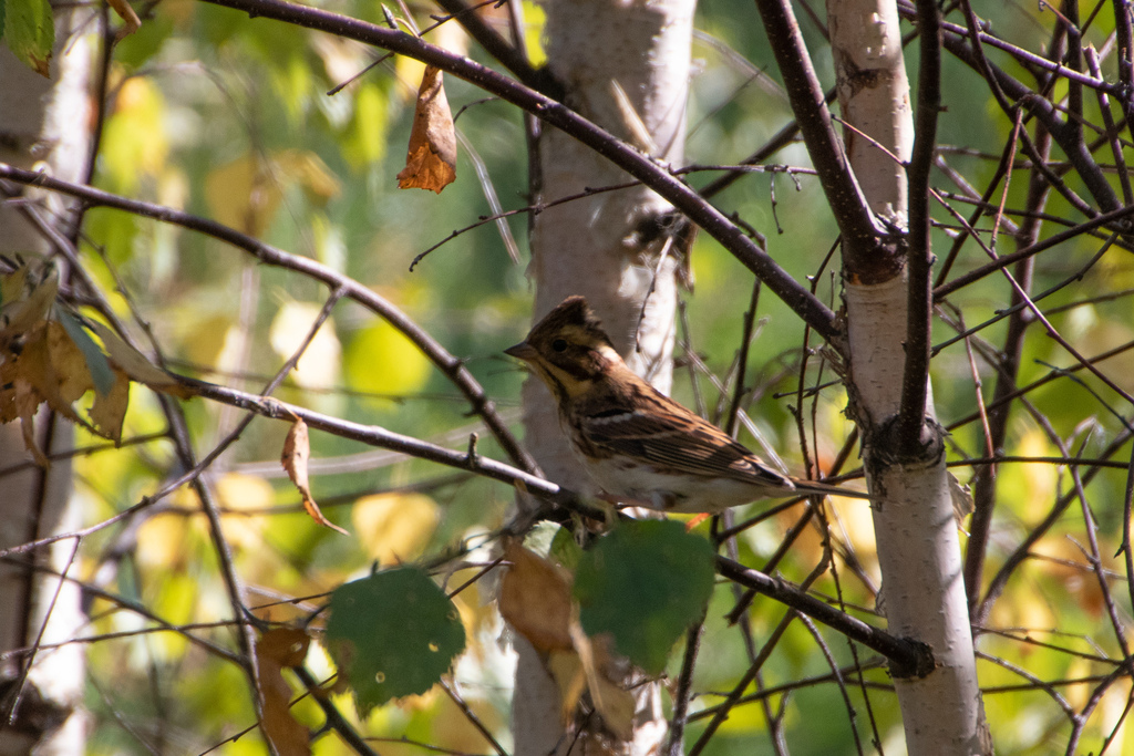 Rustic Bunting in August 2022 by Илья Карасев · iNaturalist