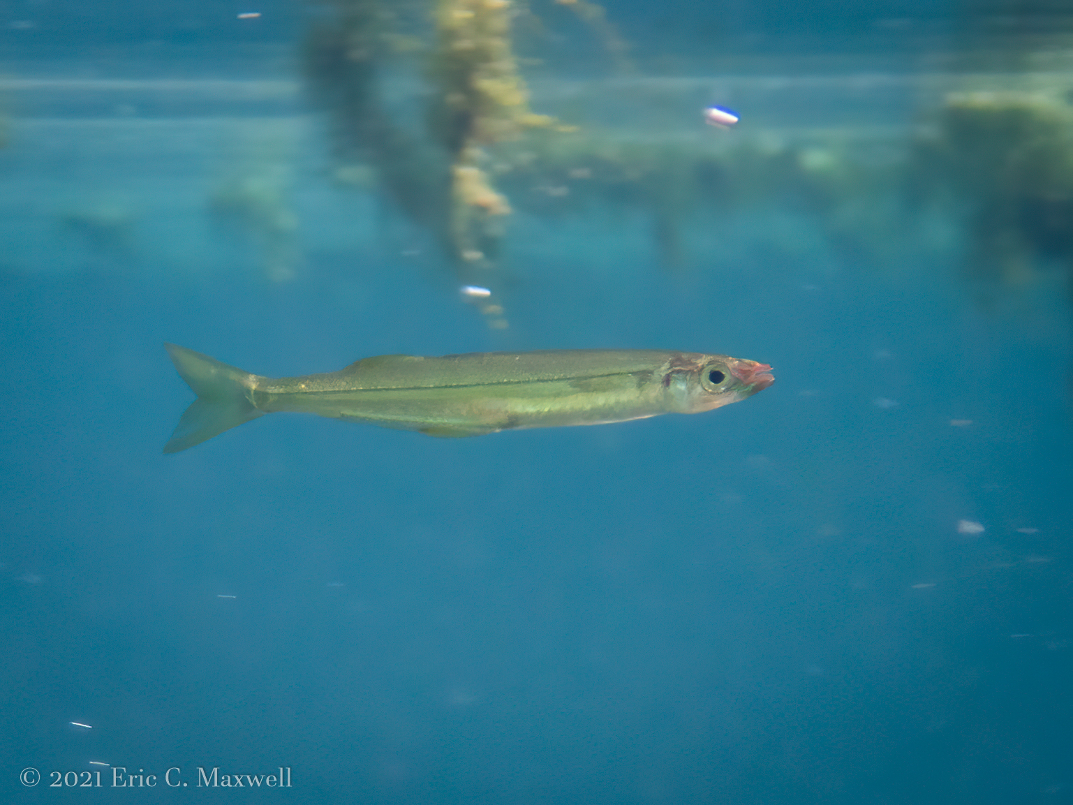 Labidesthes vanhyningi Bean & Reid, 1930