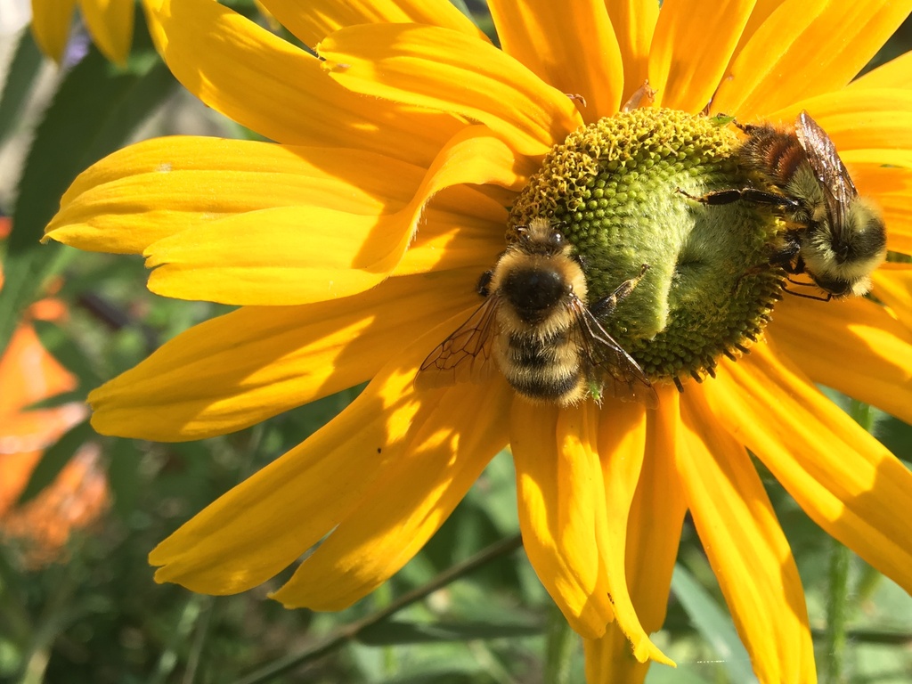 Bumble Bees in August 2019 by pbulman · iNaturalist