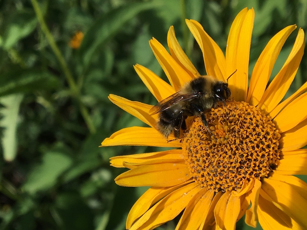 Red-belted Bumble Bee in August 2019 by pbulman · iNaturalist