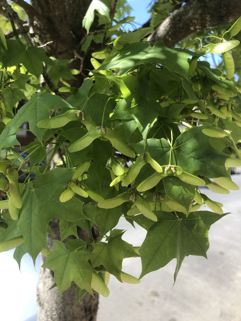 maples from S Bouvier St, Philadelphia, PA, US on April 24, 2023 at 11: ...