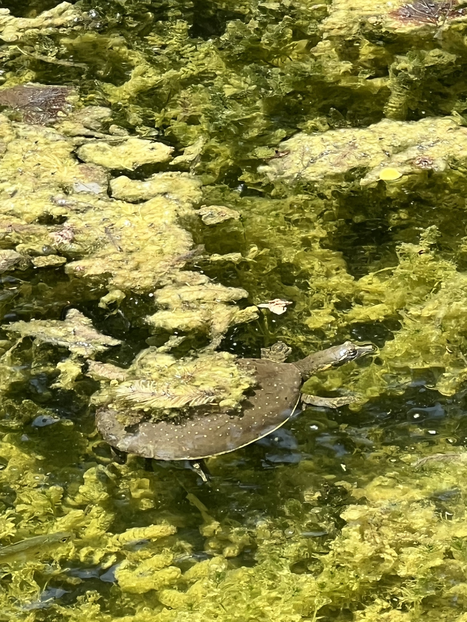 Apalone spinifera guadalupensis (Webb, 1962)