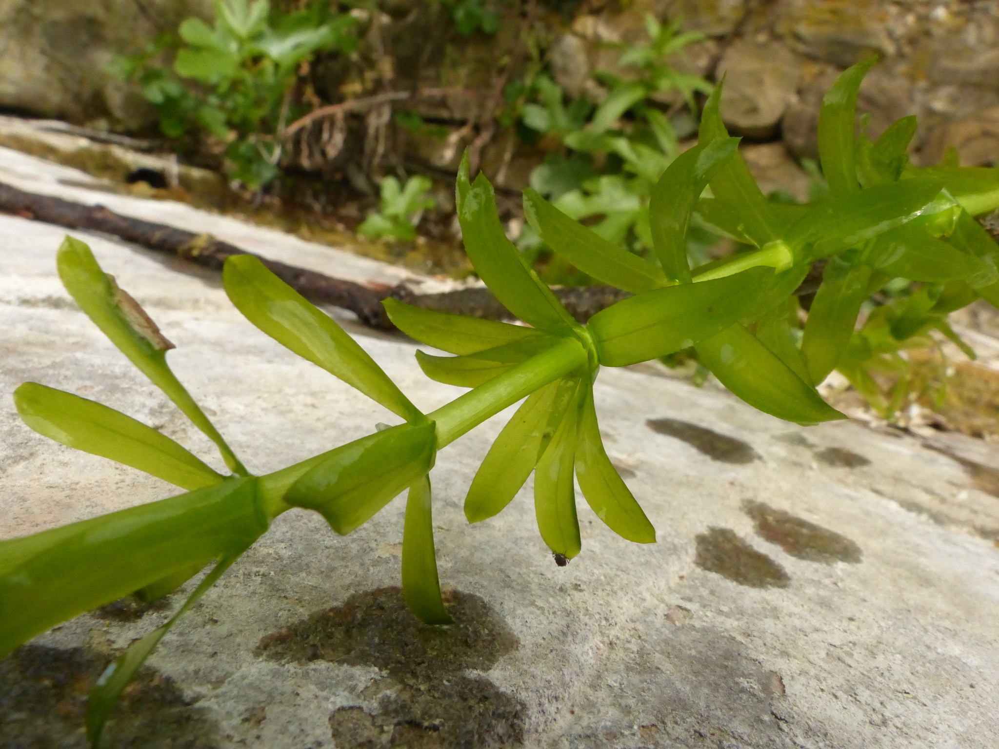 Egeria densa Planch.