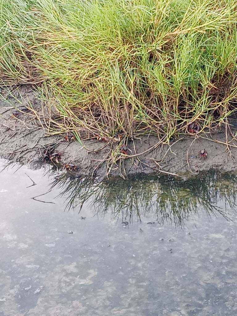 Spinembolia clabnum in April 2023 by Emmanuel Baffoe Bonney · iNaturalist