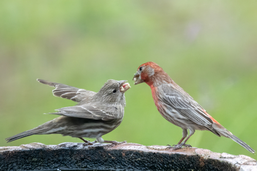 House Finch (Perching Birds of Southern Ontario (Very Common Species ...