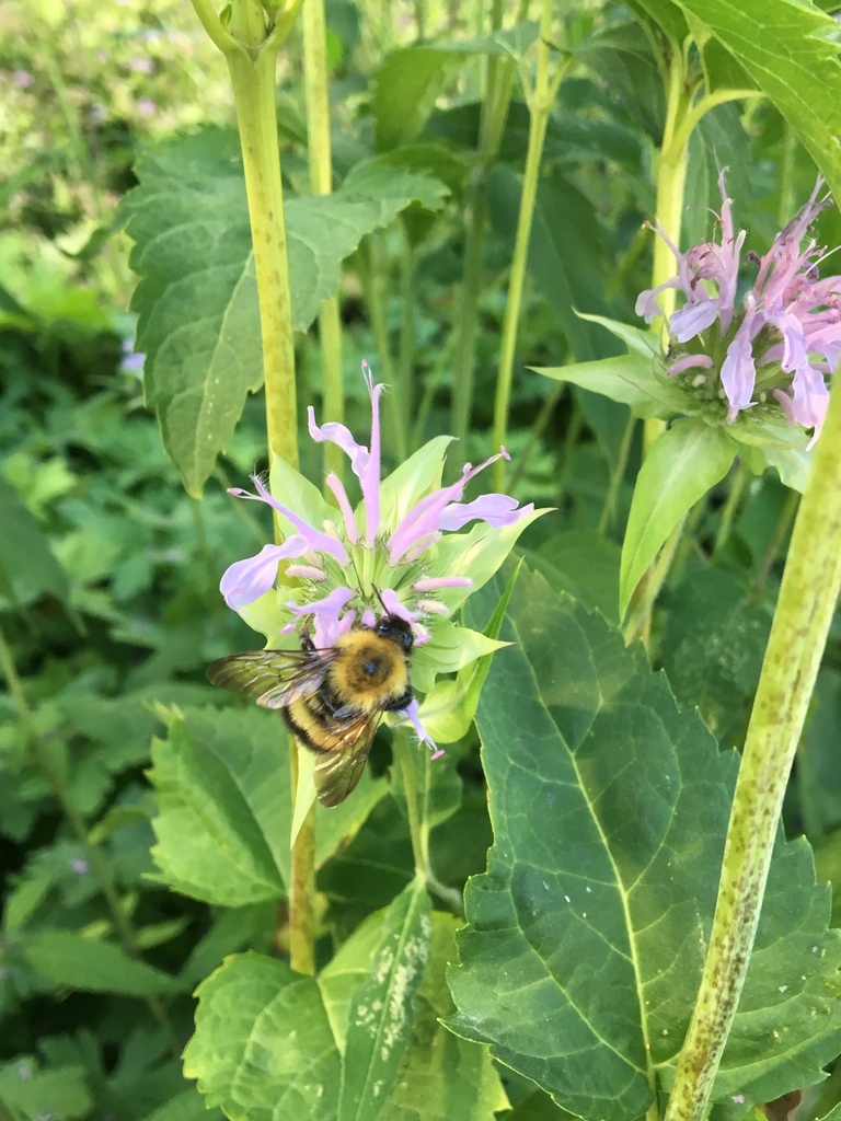Perplexing Bumble Bee in August 2019 by pbulman · iNaturalist