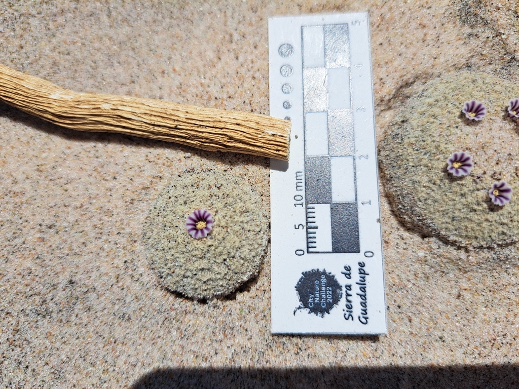 Sand Food from 83537 Son., México on April 23, 2023 at 11:35 AM by ...