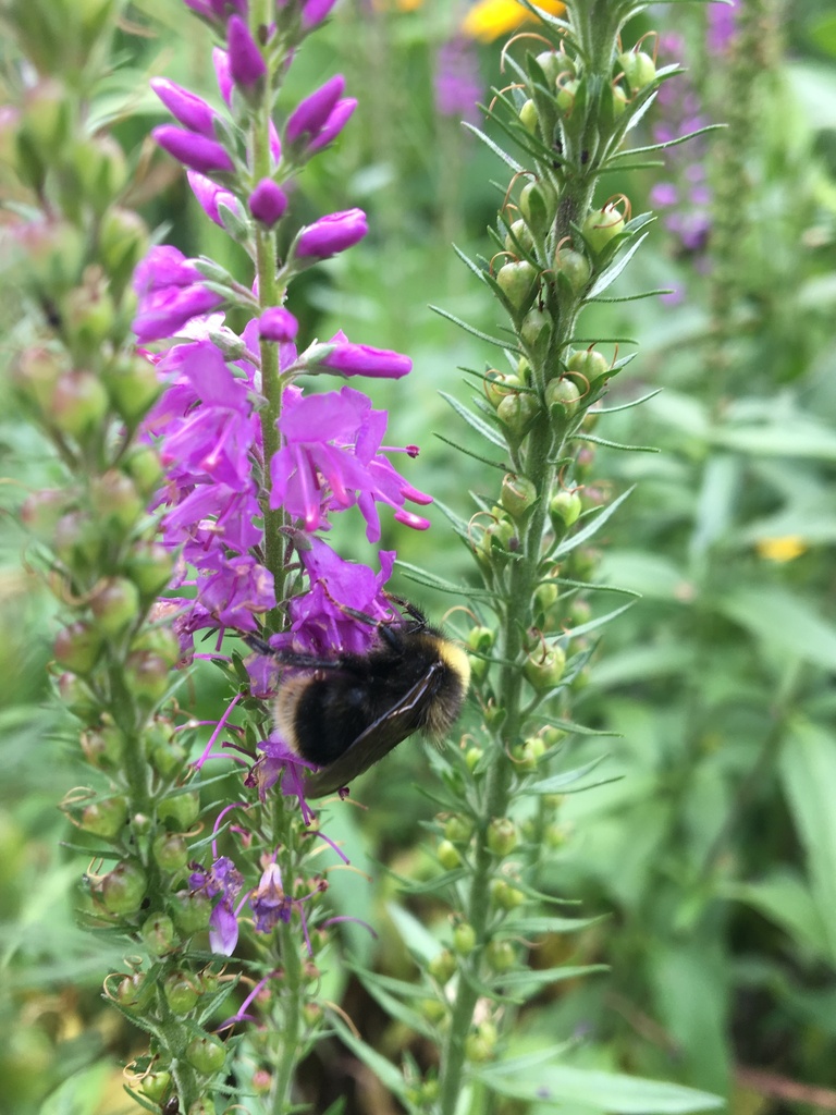 Western Bumble Bee from Douglasdale, Calgary, AB T2Z, Canada on August ...