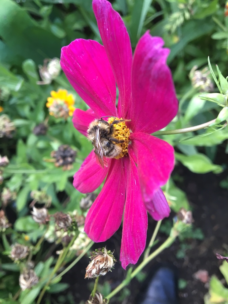 Bumble Bees in September 2019 by pbulman · iNaturalist
