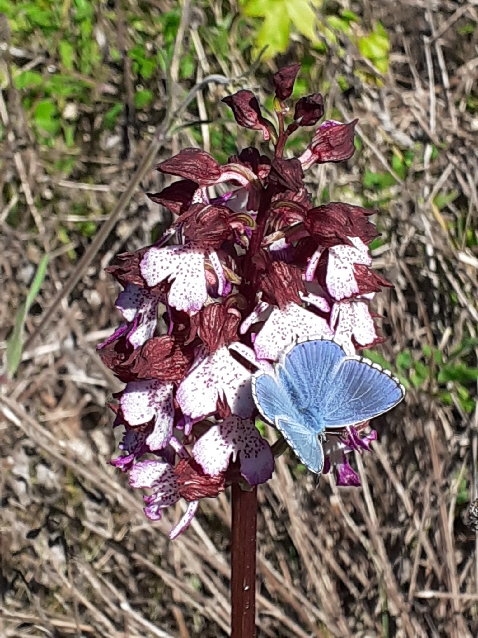 Lysandra Hemming, 1933