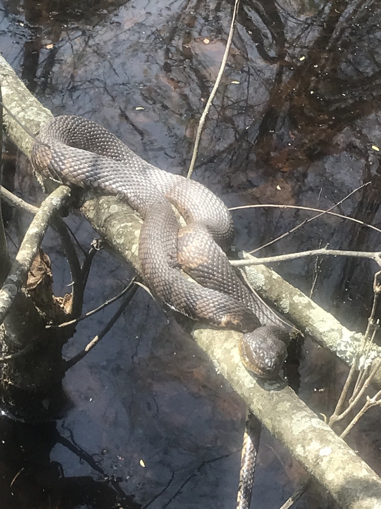 Watersnakes in April 2023 by Adrian Macedo · iNaturalist