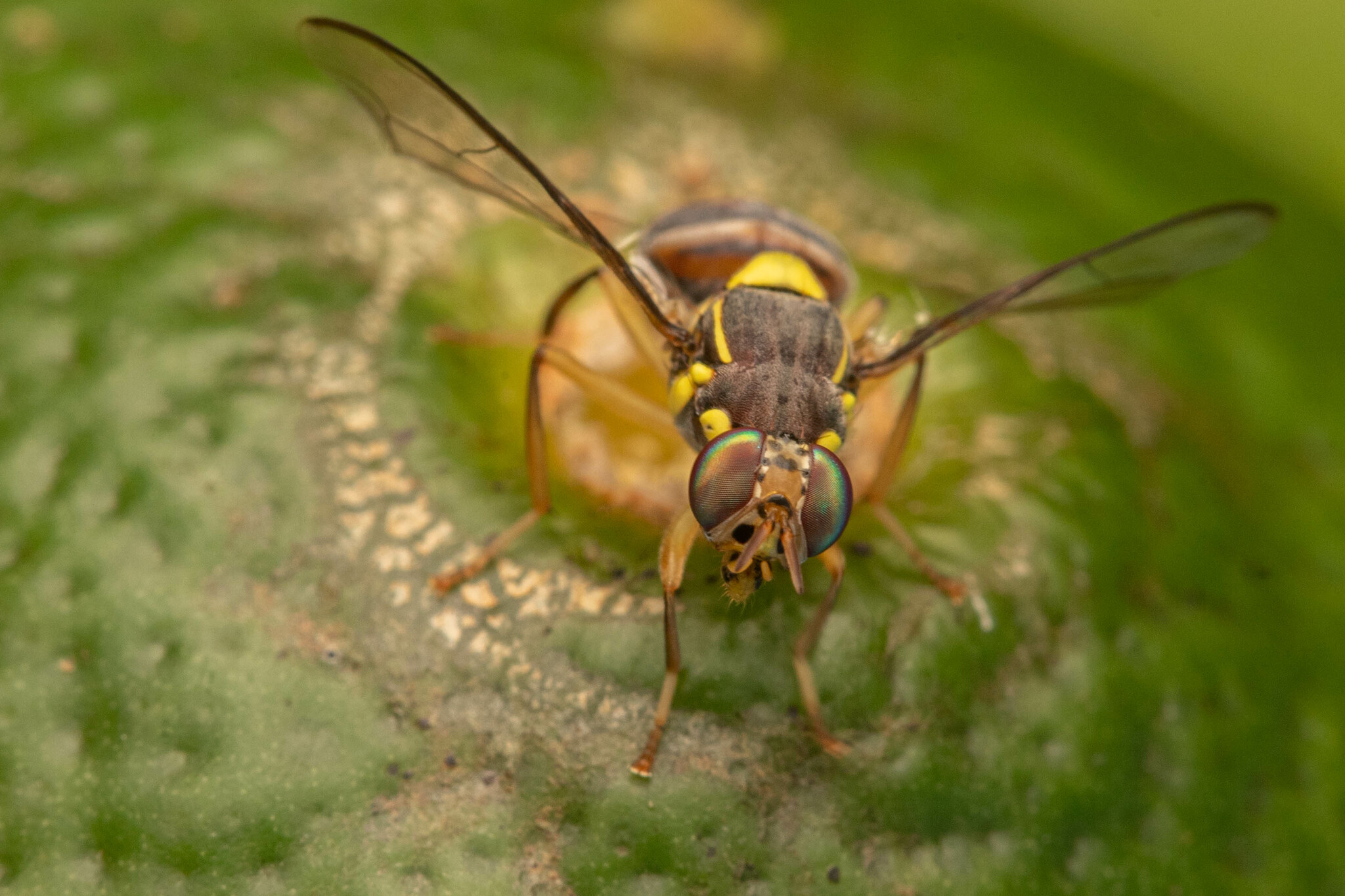 Bactrocera dorsalis (Hendel, 1912)