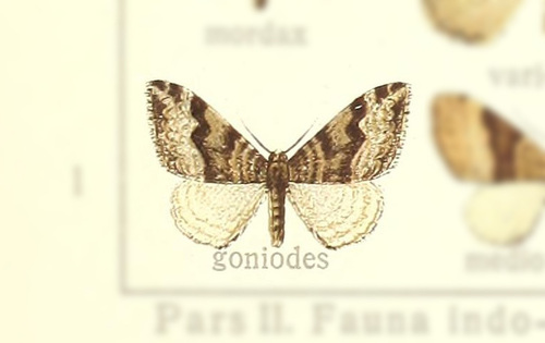 Euphyia goniodes · iNaturalist