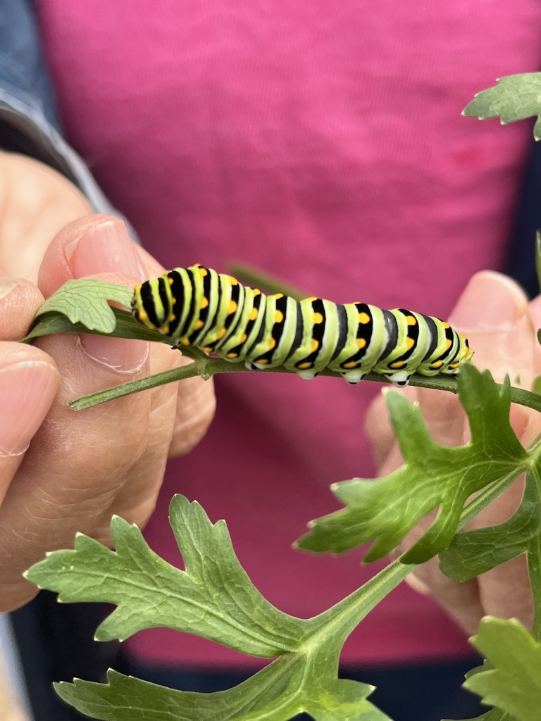 Black Swallowtail from Veterans Park, Arlington, TX, US on April 24 ...