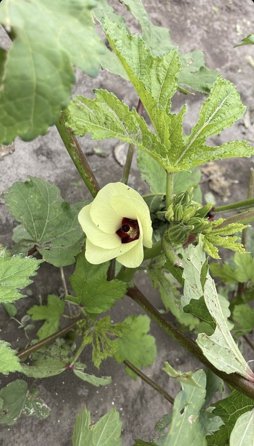 Abelmoschus esculentus (L.) Moench