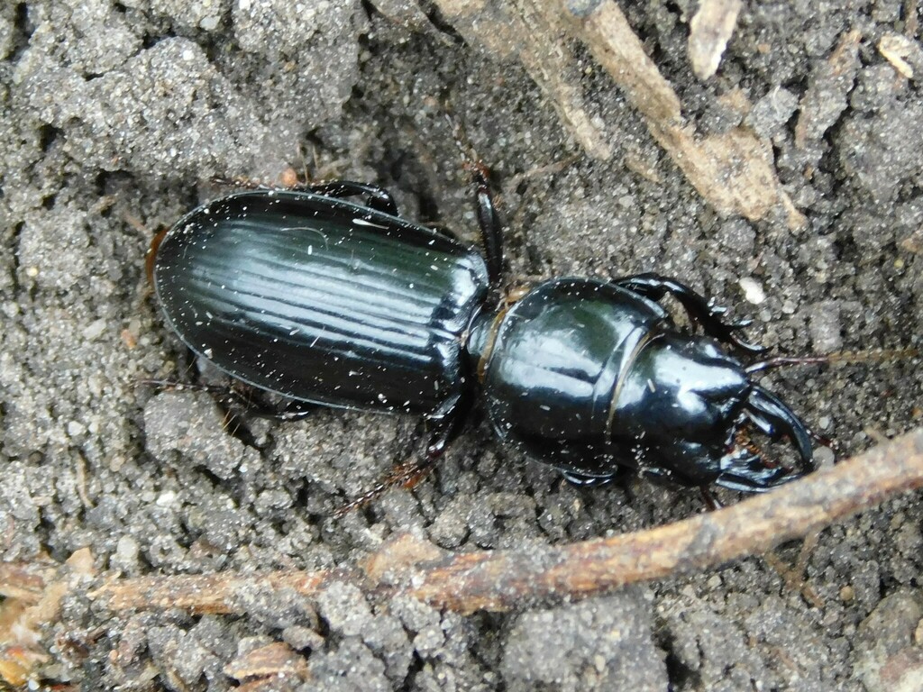 Big-headed Ground Beetle from Chisholm Creek, Wichita, KS, USA on April ...