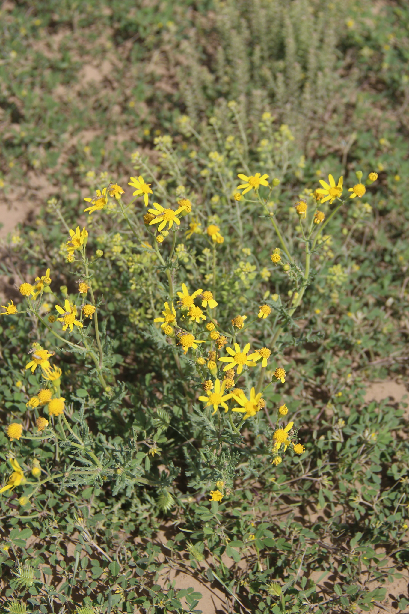 Senecio glaucus subsp. coronopifolius (Maire) C.Alexander